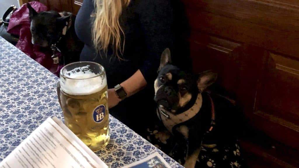 Dog Friendly Munich : DOG FRIENDLY TRAVEL WITH LOUIE V.